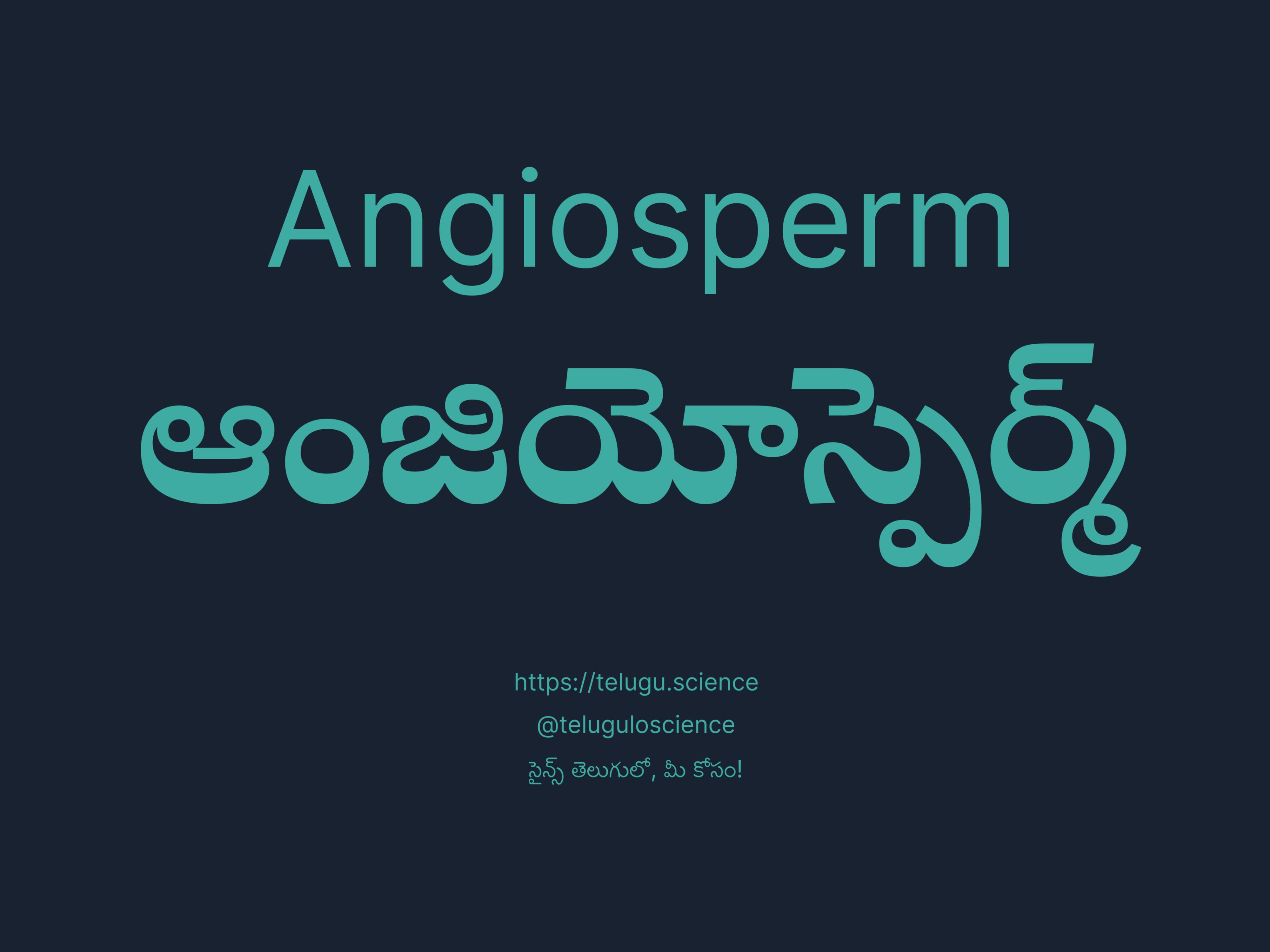 ఆంజియోస్పెర్మ్ గురించి వివరణ Angiosperm