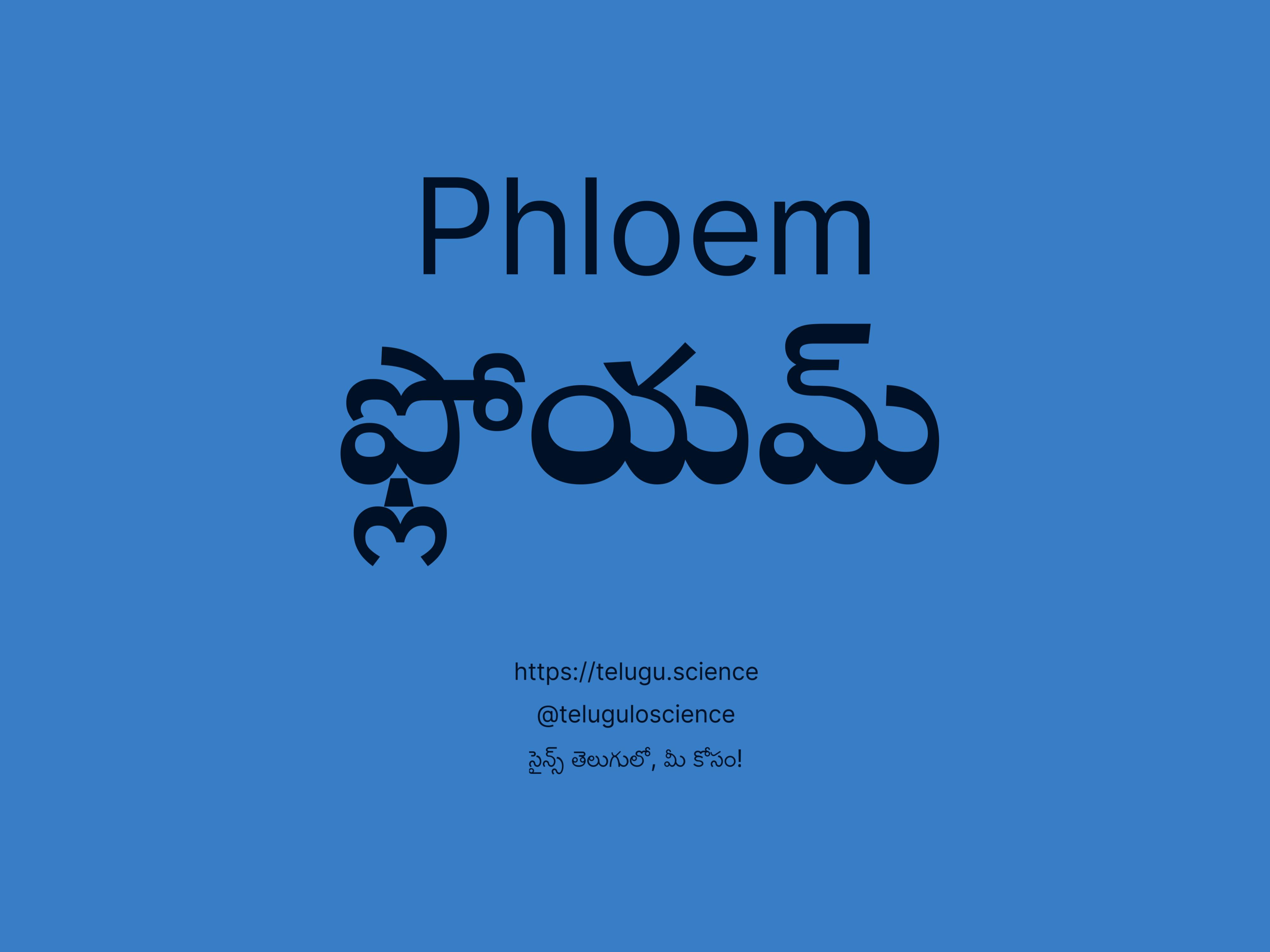 ఫ్లోయమ్ గురించి వివరణ Phloem